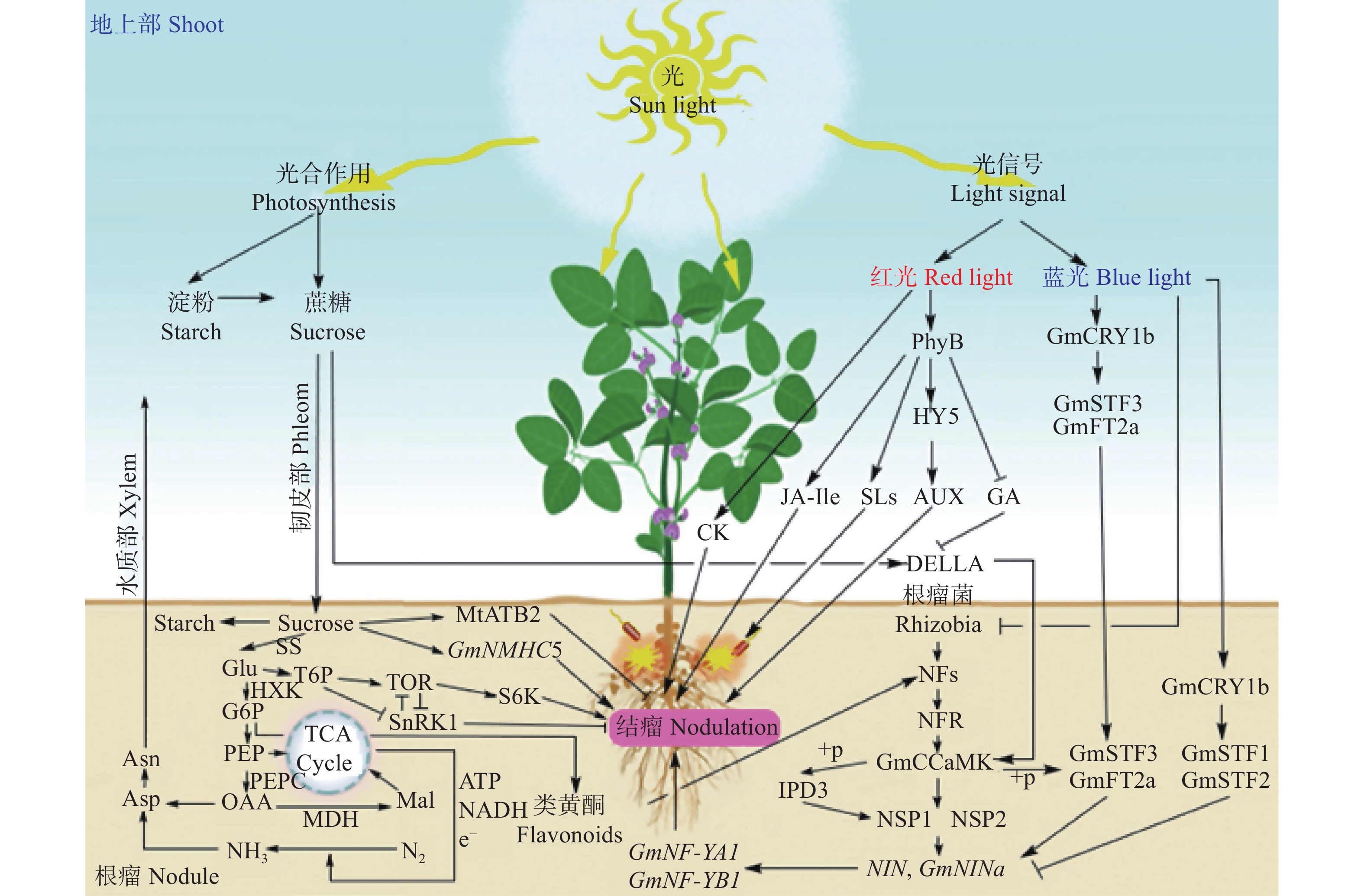 Research progress on regulation of root nodule formation and ...